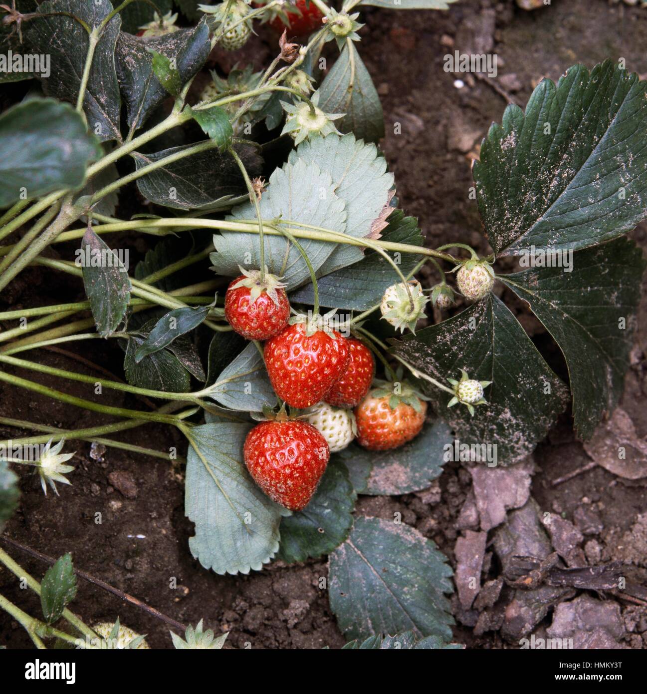 Strawberries fragaria sp hi-res stock photography and images - Alamy