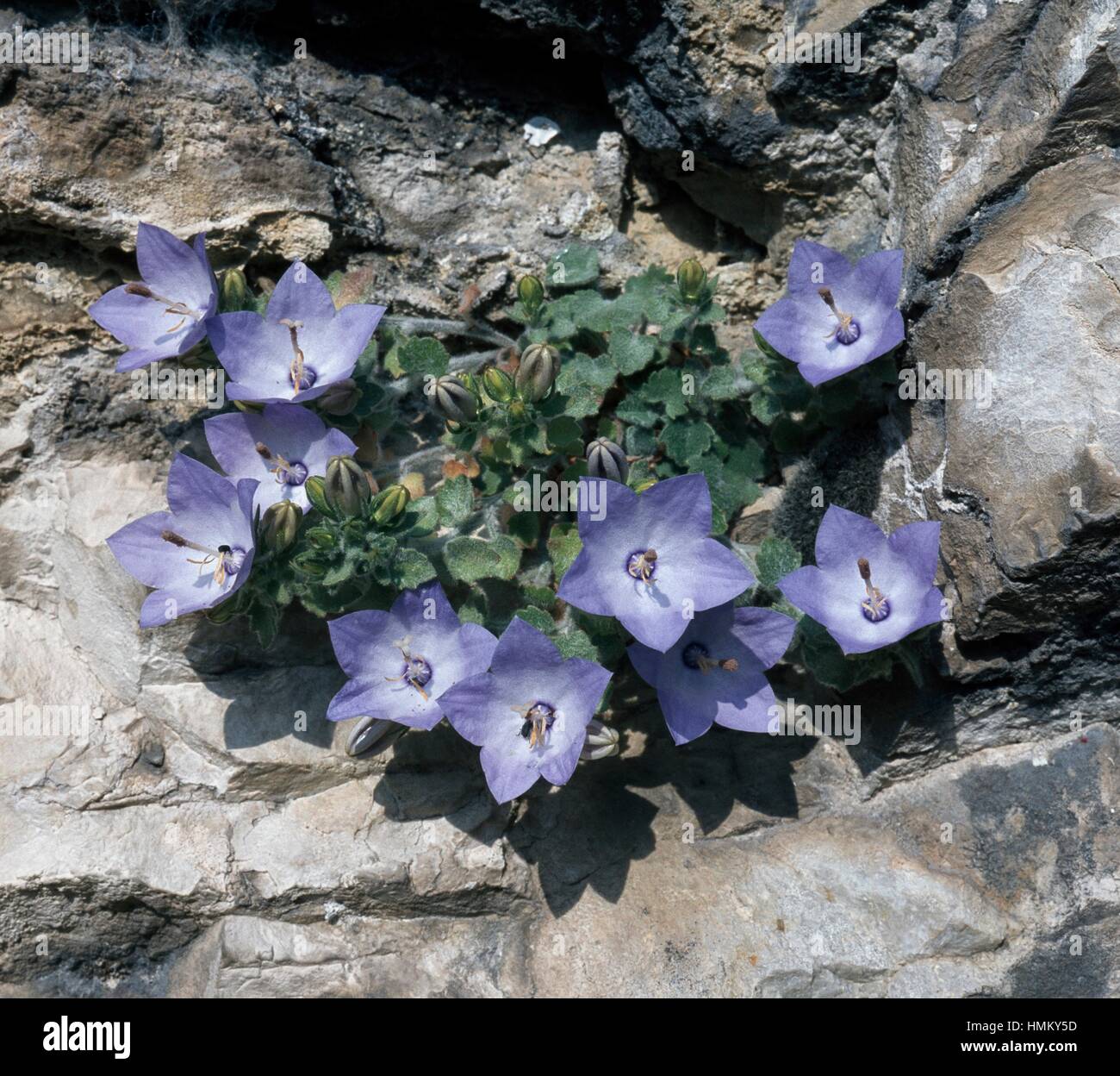 Campanula fragilis cavolinii, Campanulaceae Stock Photo - Alamy