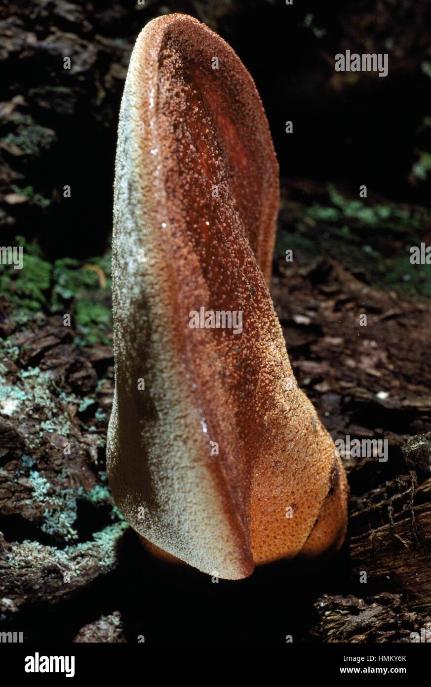 Beefsteak fungus or Beefsteak polypore (Fistulina hepatica ...