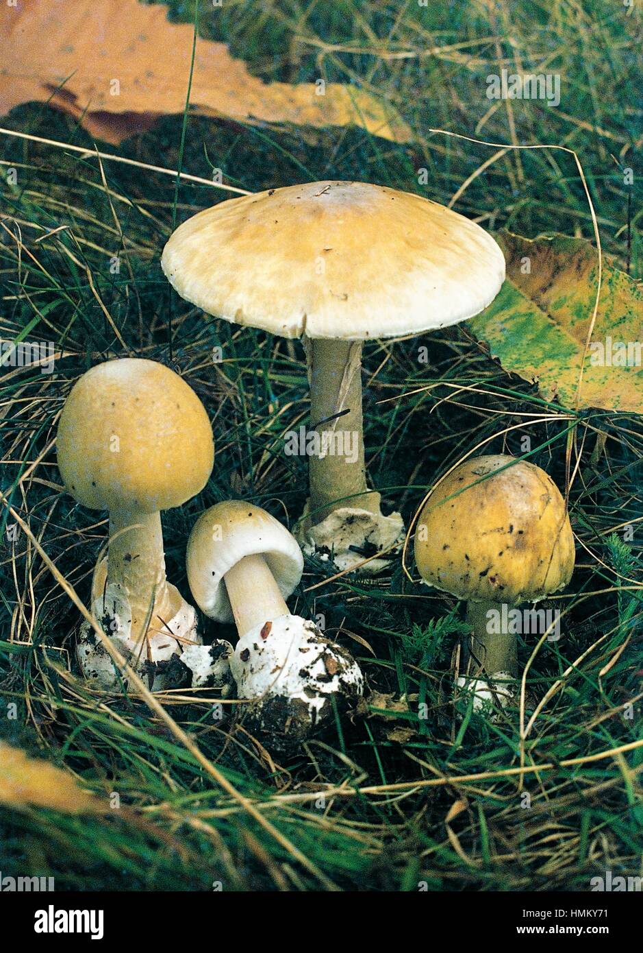 The death cap hi-res stock photography and images - Alamy