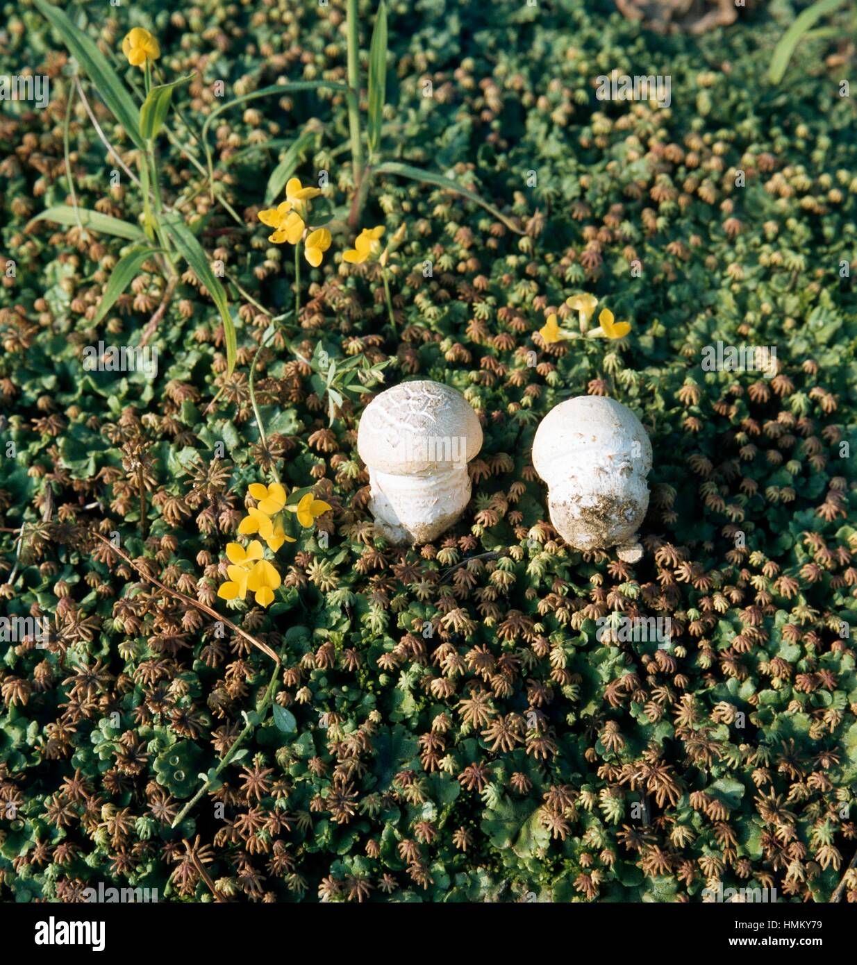 Liverwort (marchantia polymorpha) hi-res stock photography and images ...