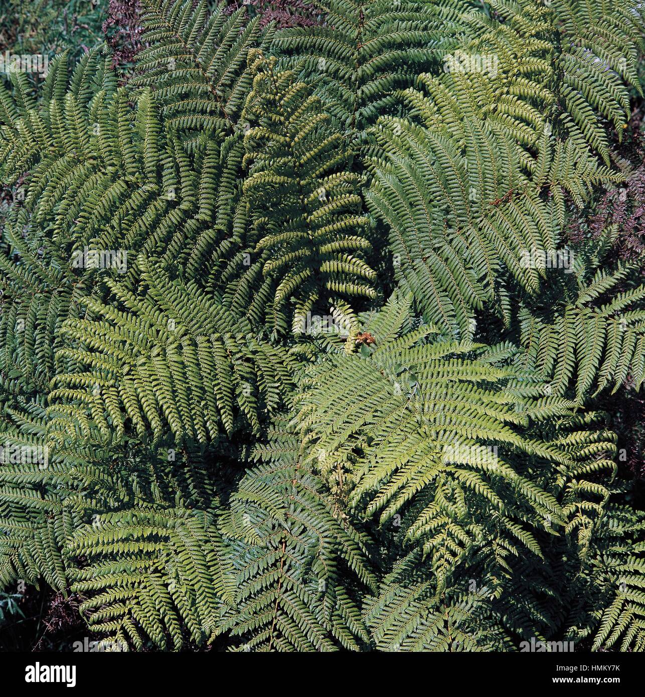 Soft Tree Fern or Man Fern (Dicksonia antarctica), Dicksoniaceae Stock ...