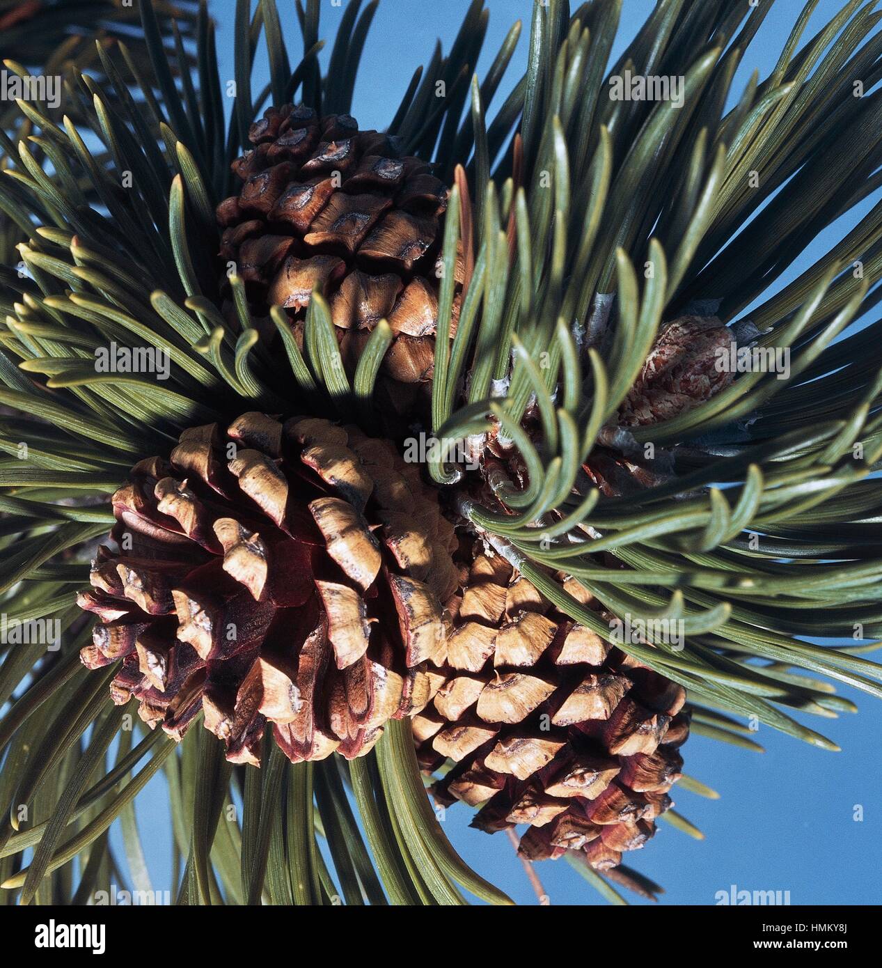 Mountain Pine or Dwarf Mountain Pine cones (Pinus mugo), Pinaceae Stock ...