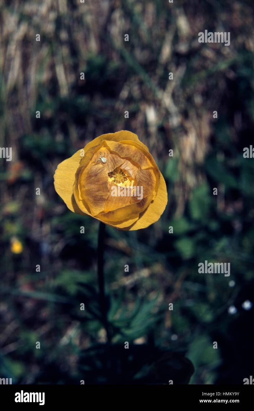 Yellow trollius europaeus hi-res stock photography and images - Alamy