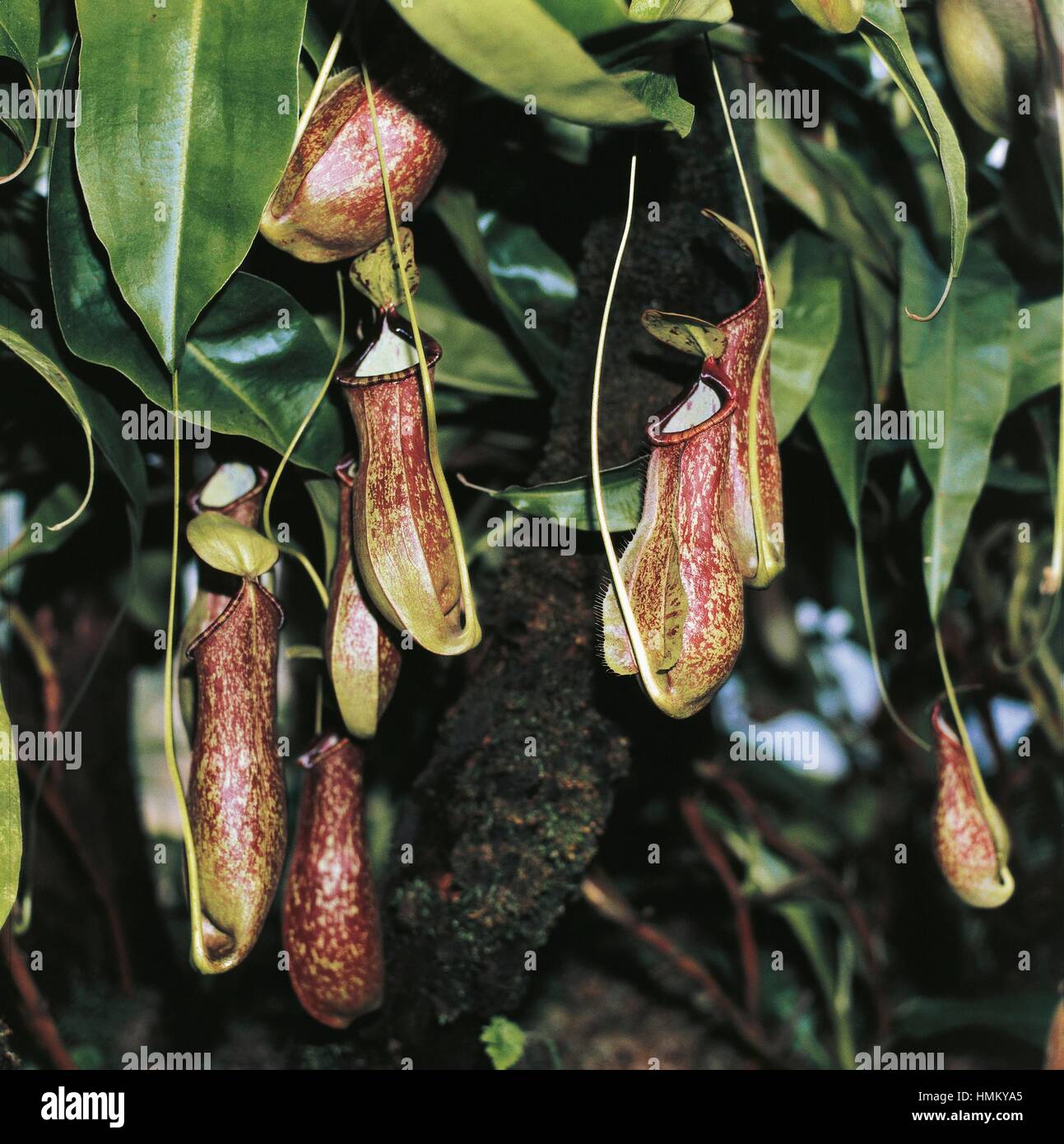 Nepenthes sp hi-res stock photography and images - Alamy
