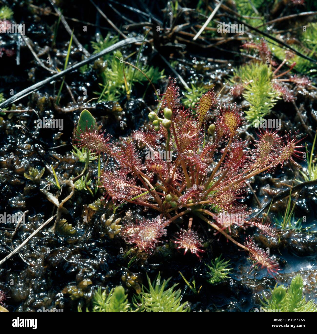 Drosera sp, Droseraceae Stock Photo - Alamy
