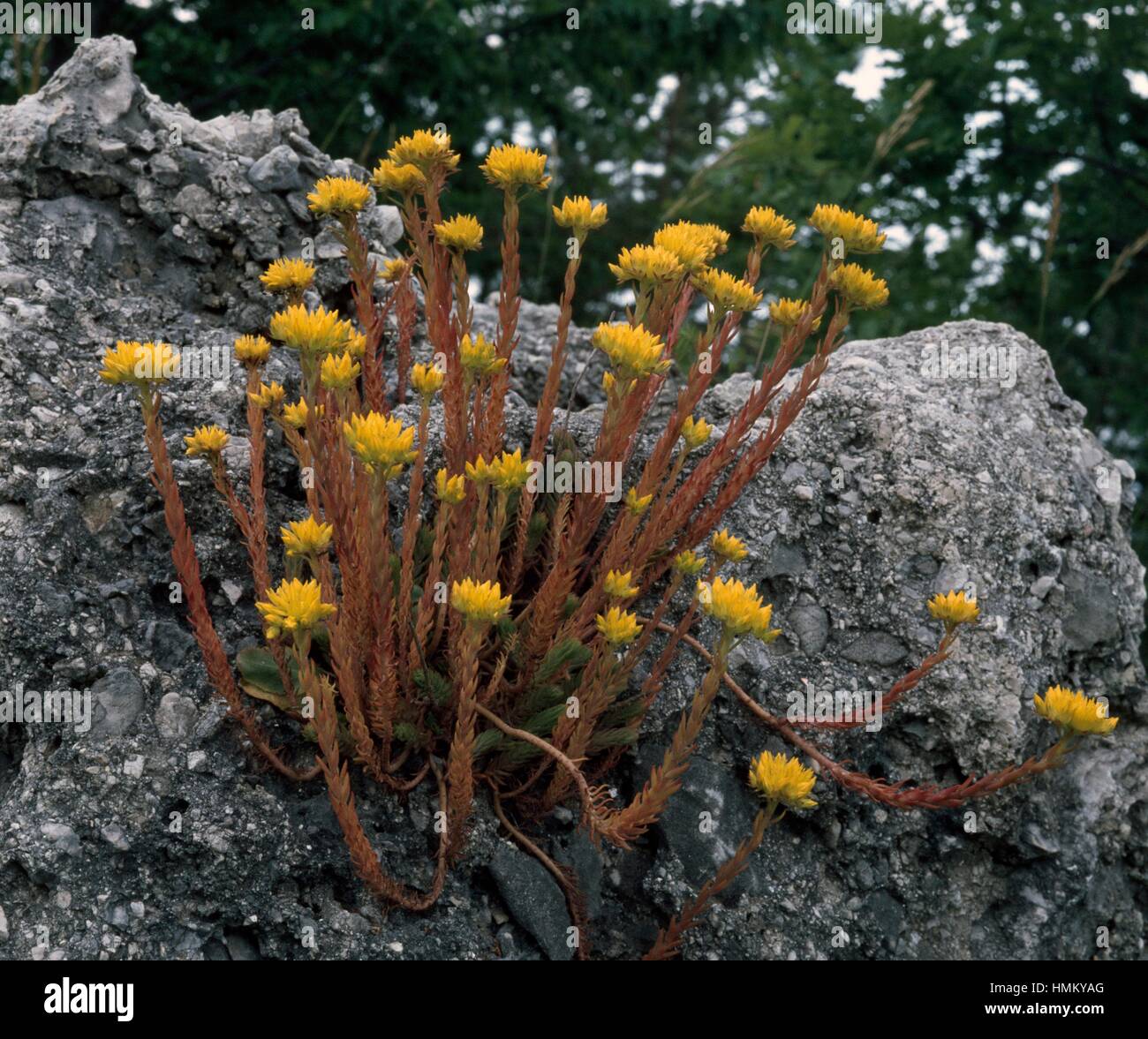 Jenny's Stonecrop (Sedum rupestre or Sedum reflexum), Crassulaceae ...