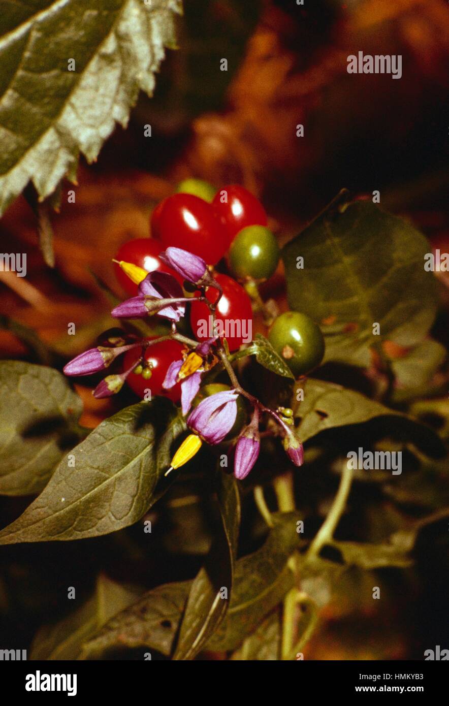 Bittersweet Nightshade or Climbing Nightshade flowers and fruits ...