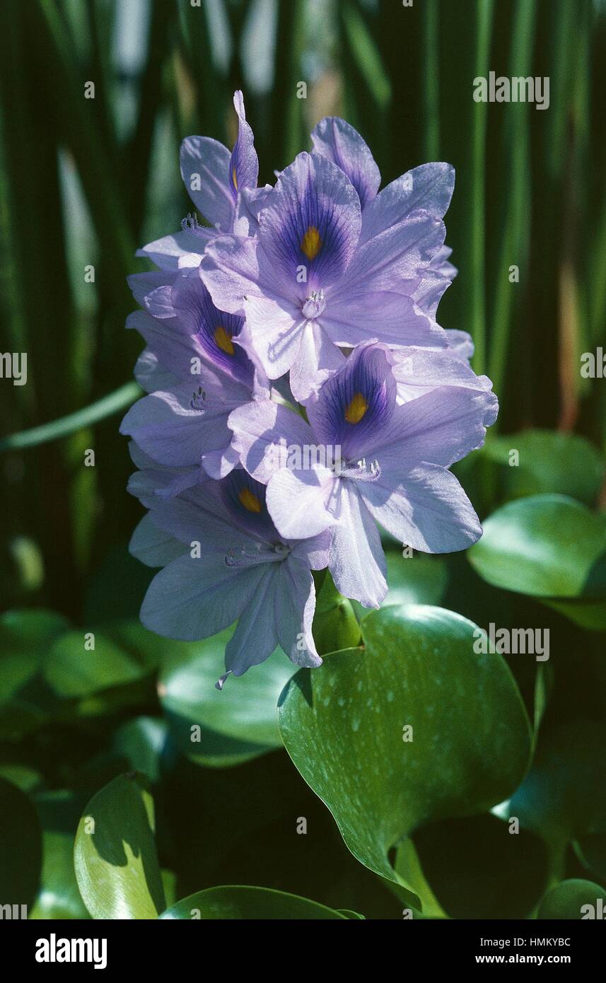 Common water hyacinth or Floating water hyacinth (Eichhornia crassipes ...