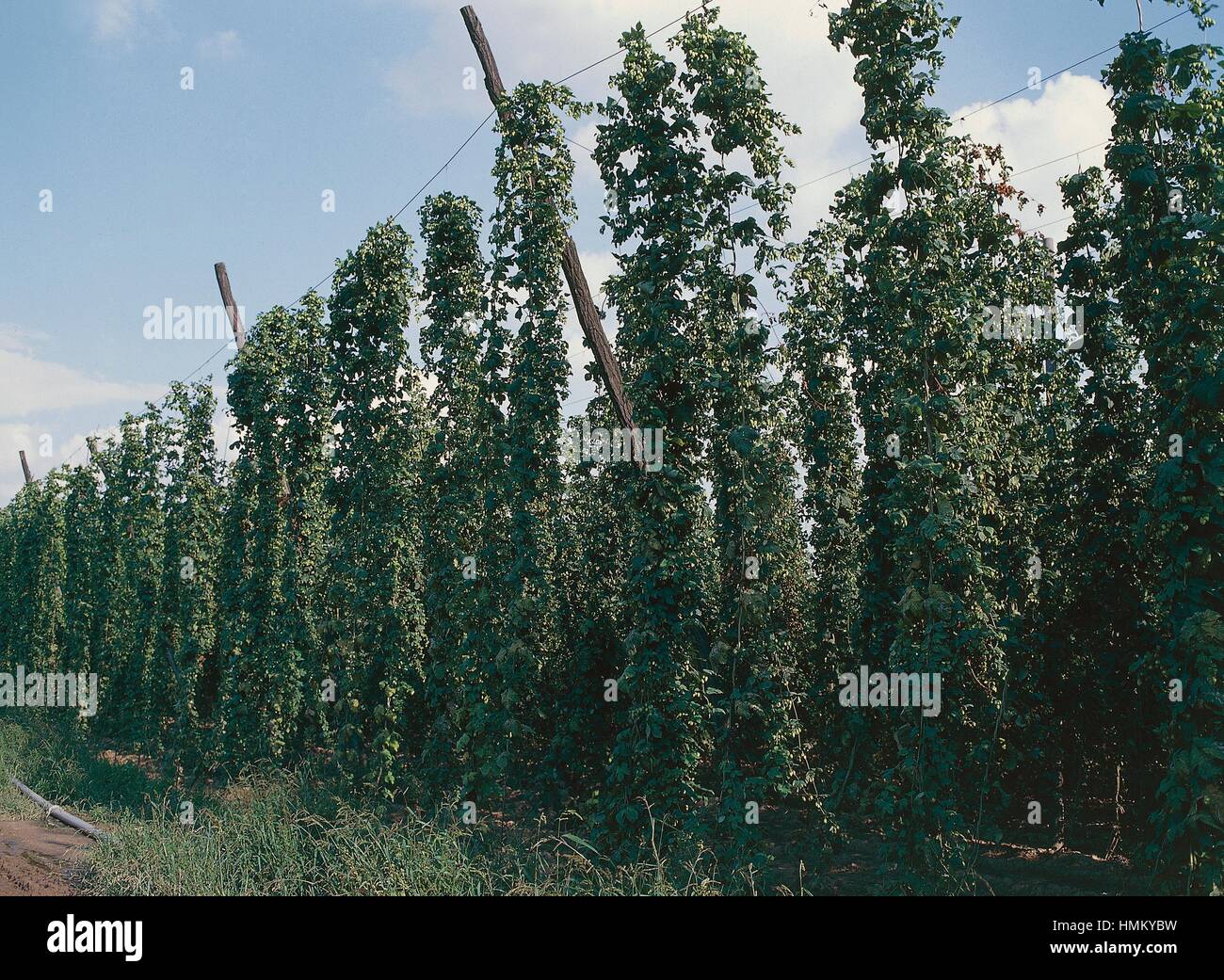 Hops plant humulus lupulus hi-res stock photography and images - Alamy