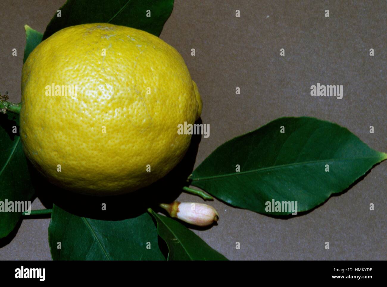 Lemon (Citrus x limonum), Rutaceae Stock Photo - Alamy