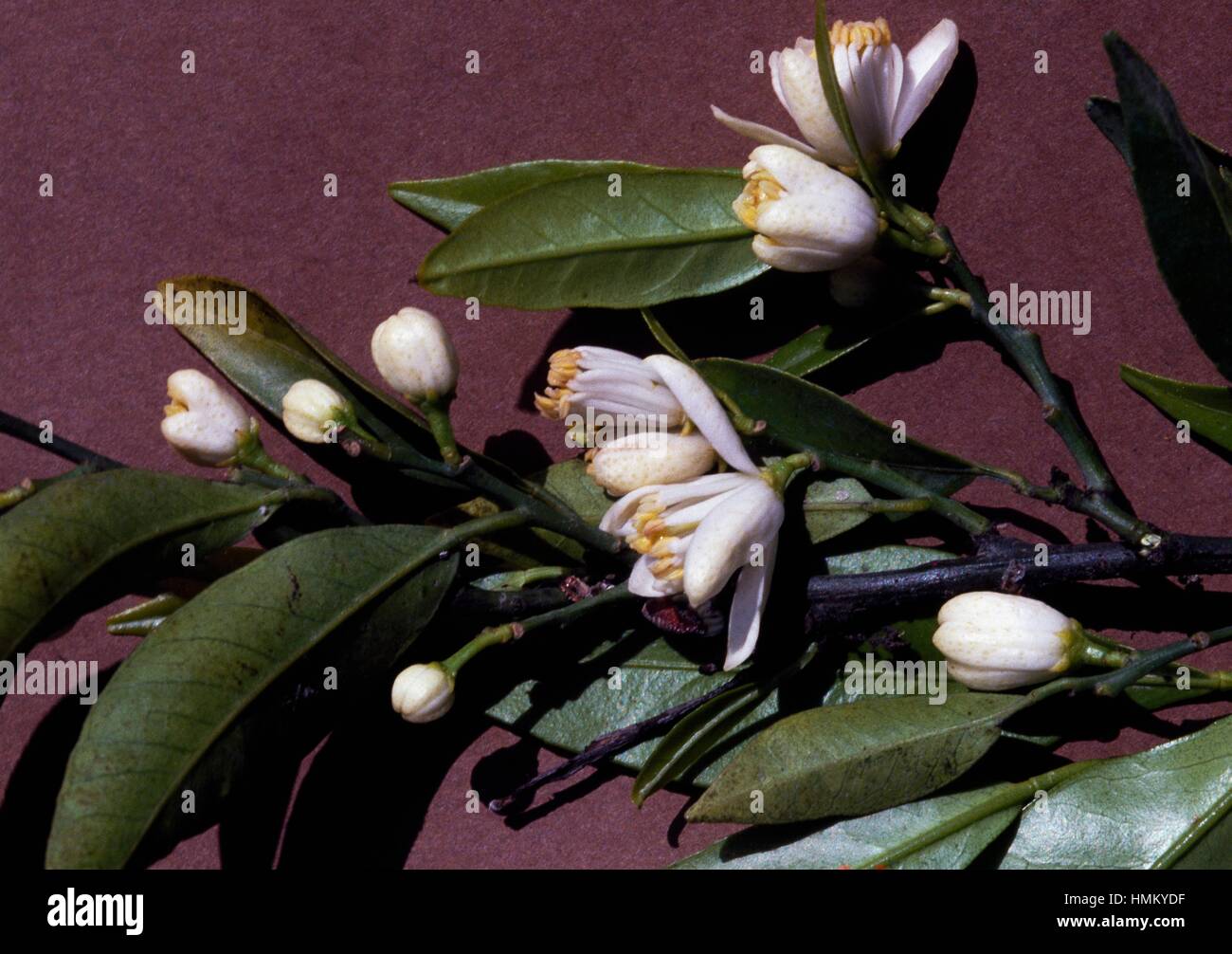 Citrus nobilis hi-res stock photography and images - Alamy