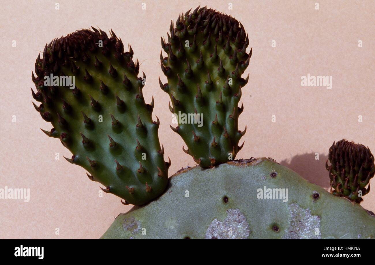 Indian fig opuntia, barbary fig, or prickly pear (Opuntia ficus-indica ...