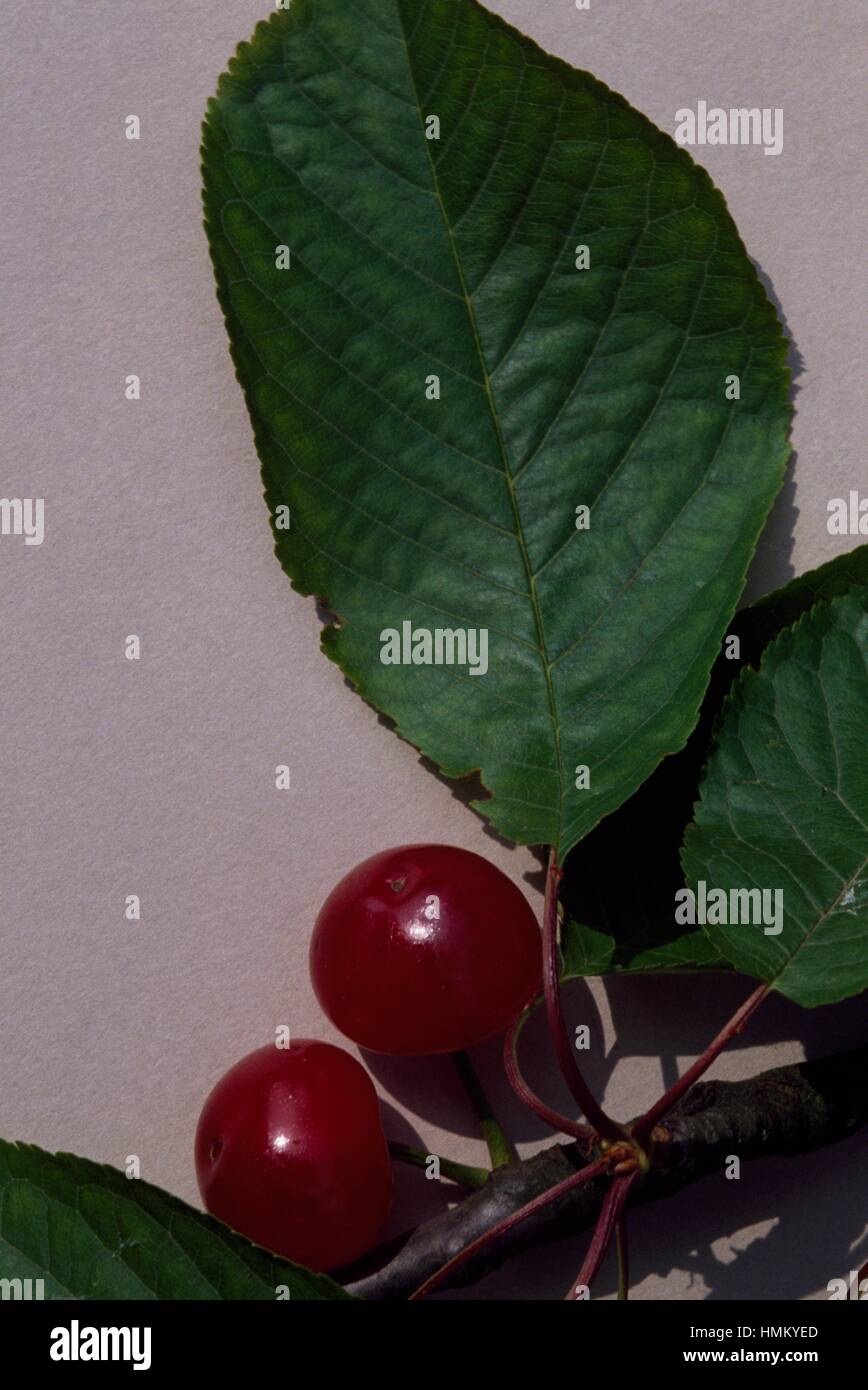 Sour cherry cerasus vulgaris or prunus cerasus hi-res stock photography ...