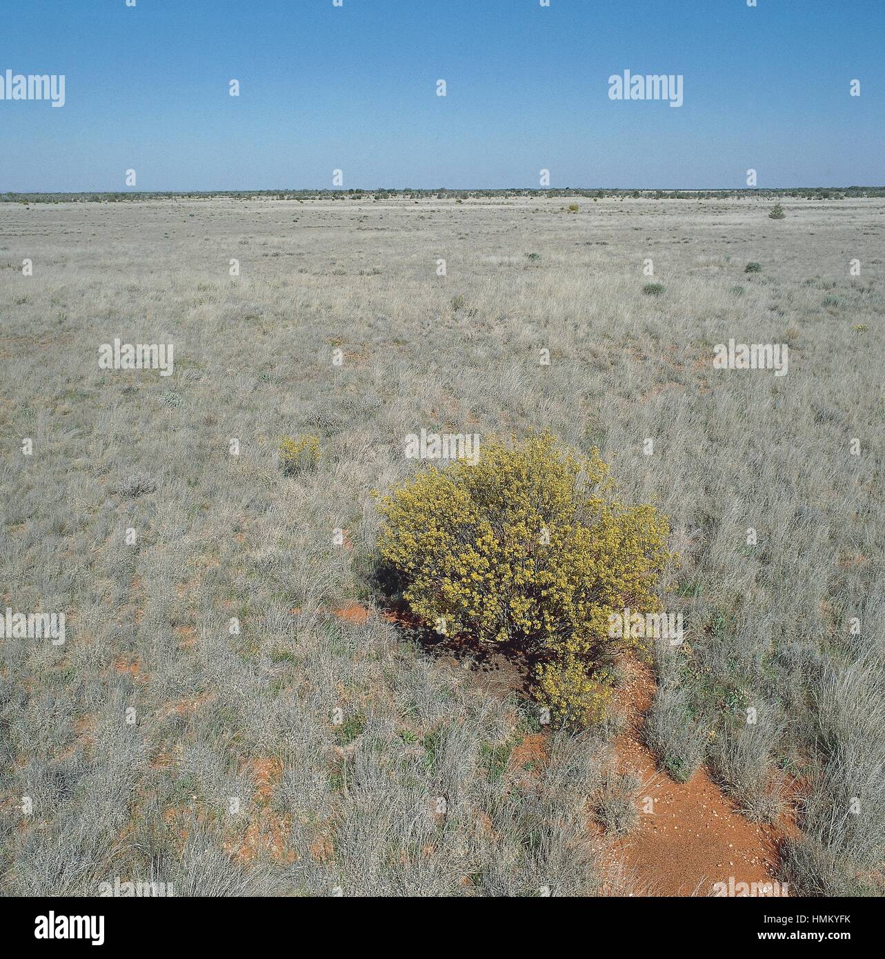 Grasses and bushes, Simpson Desert, Australia Stock Photo - Alamy