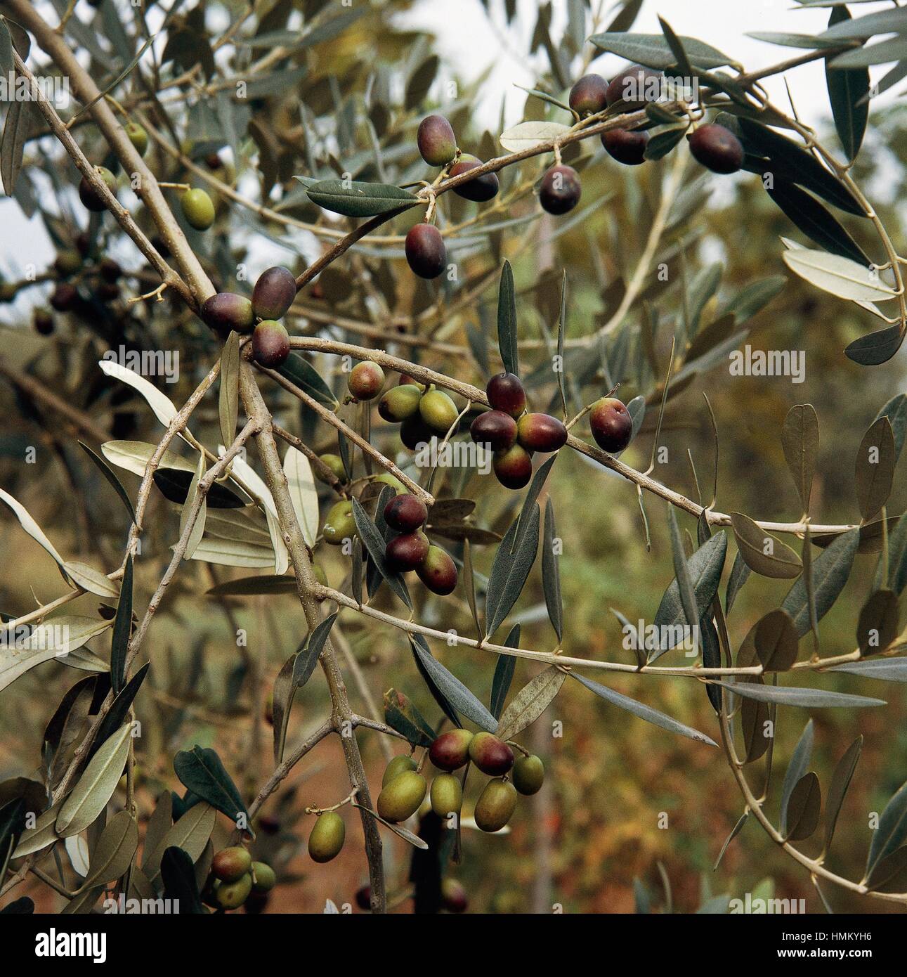 Branch with olives (Olea europea), Oleaceae Stock Photo - Alamy