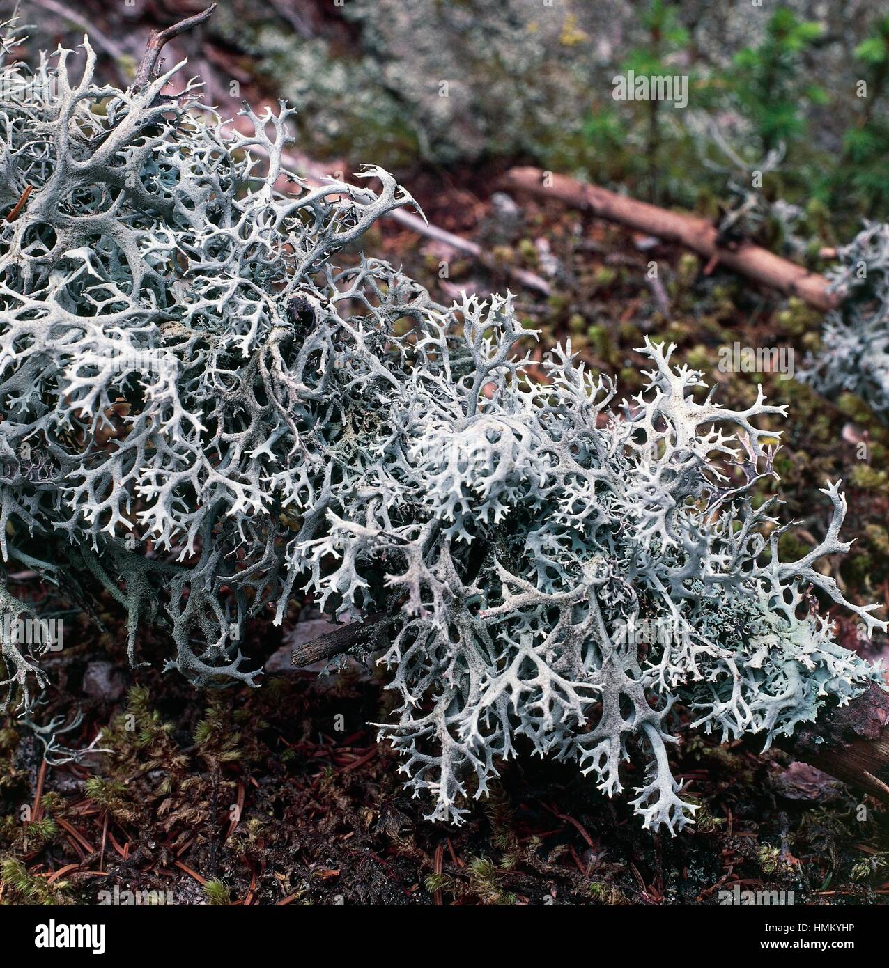 Cladonia sp, Cladoniaceae Stock Photo - Alamy