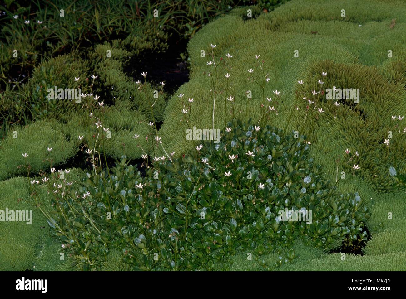 Hairy kidney wort hi-res stock photography and images - Alamy