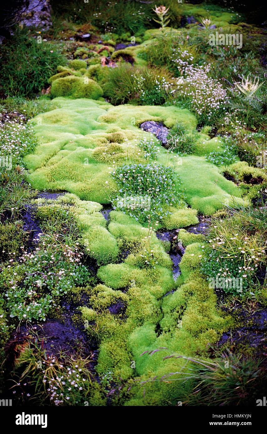 Moss in a swamp in the mountains Stock Photo - Alamy