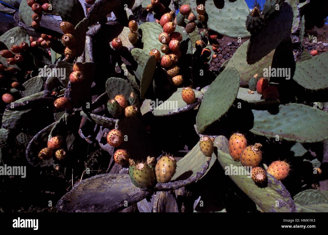 Indian fig opuntia, barbary fig, or prickly pear (Opuntia ficus-indica ...