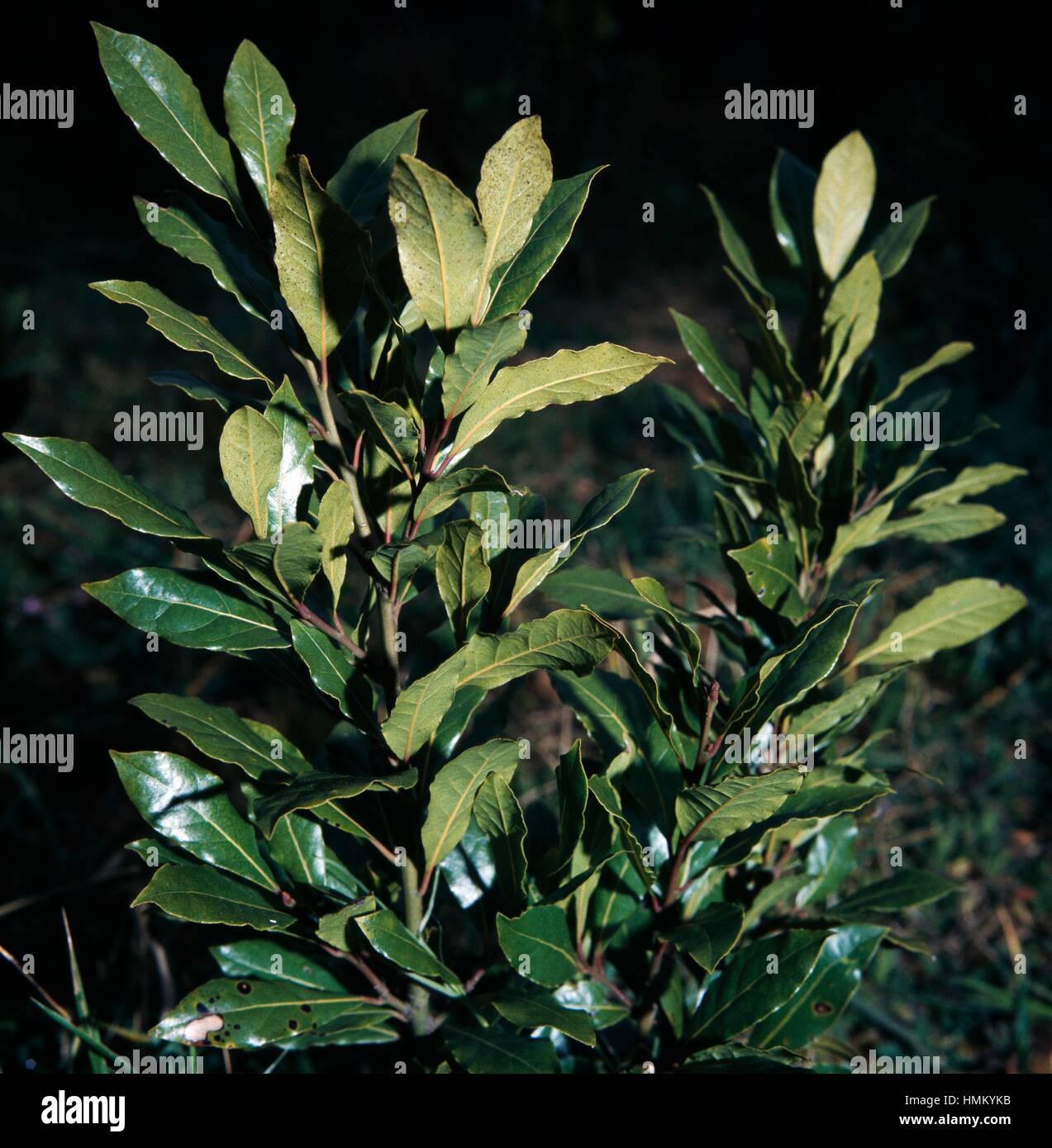 Laurel branches hi-res stock photography and images - Alamy