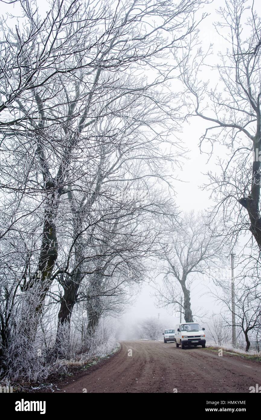 Trees in misty haze Stock Photo - Alamy
