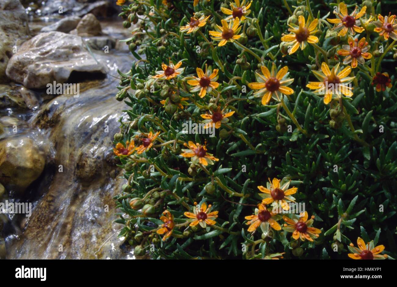 Yellow Mountain Saxifrage or Yellow Saxifrage (Saxifraga aizoides ...