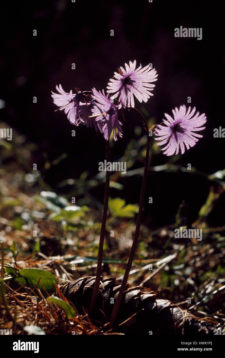 Alpine Snowbell (Soldanella alpina), Primulaceae Stock Photo - Alamy