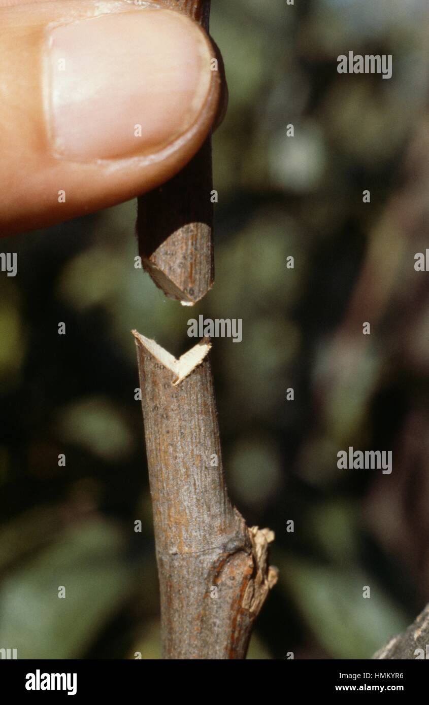 Wedge grafting hi-res stock photography and images - Alamy