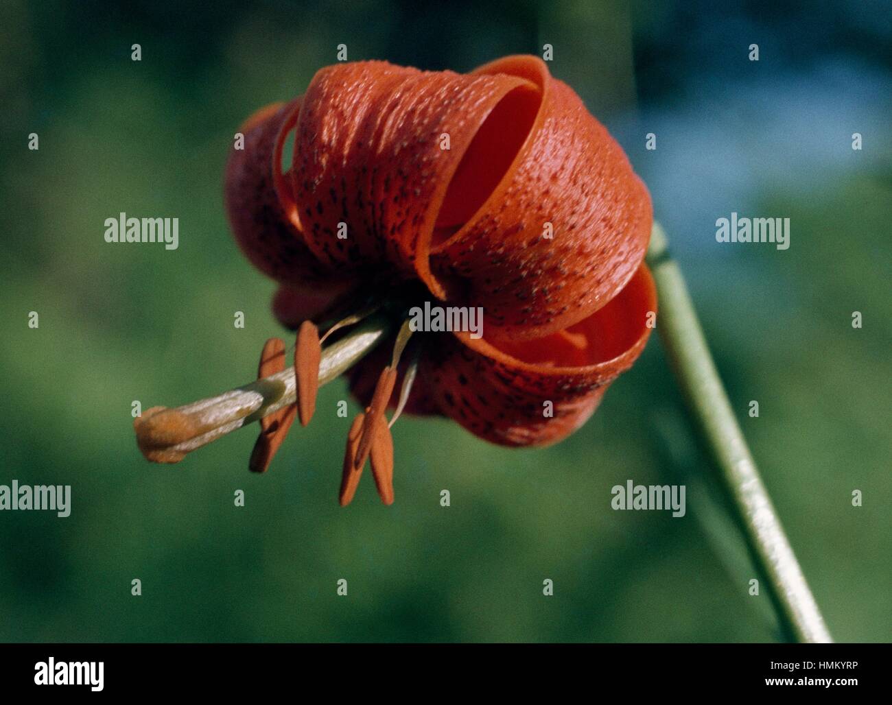 Turban lily (Lilium pomponium), Liliaceae Stock Photo - Alamy