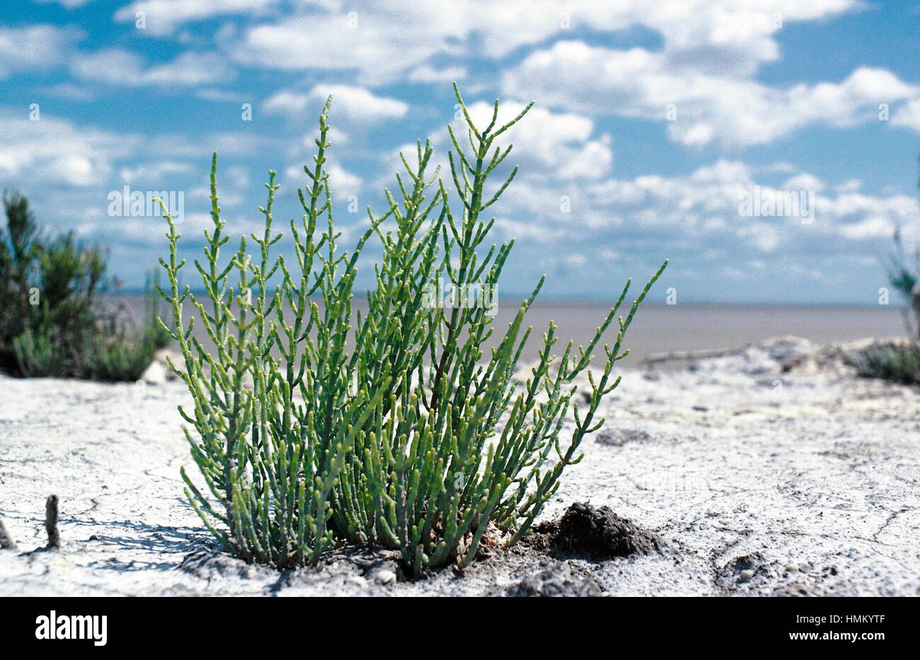 Glasswort bush (Salicornia europaea), Chenopodiaceae Stock Photo - Alamy
