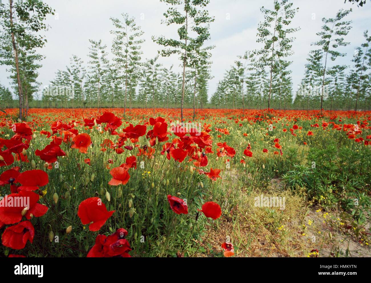 Common poppy, corn poppy, annual poppy (Papaver rhoeas), Papaveraceae ...