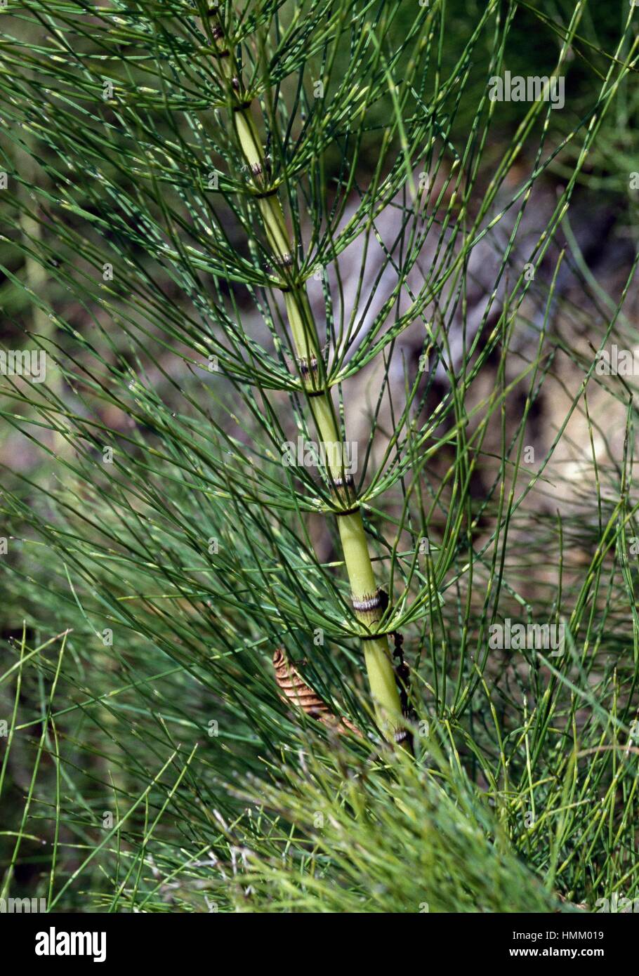 Great Horsetail or Northern Giant Horsetail (Equisetum telmateia ...