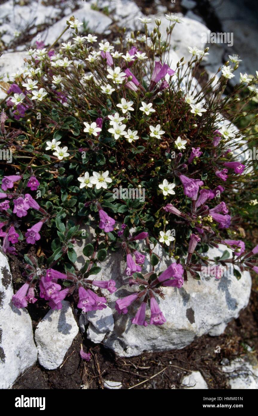 Vernal Stitchwort (Minuartia verna), Caryophyllaceae, and Alpine Savory ...