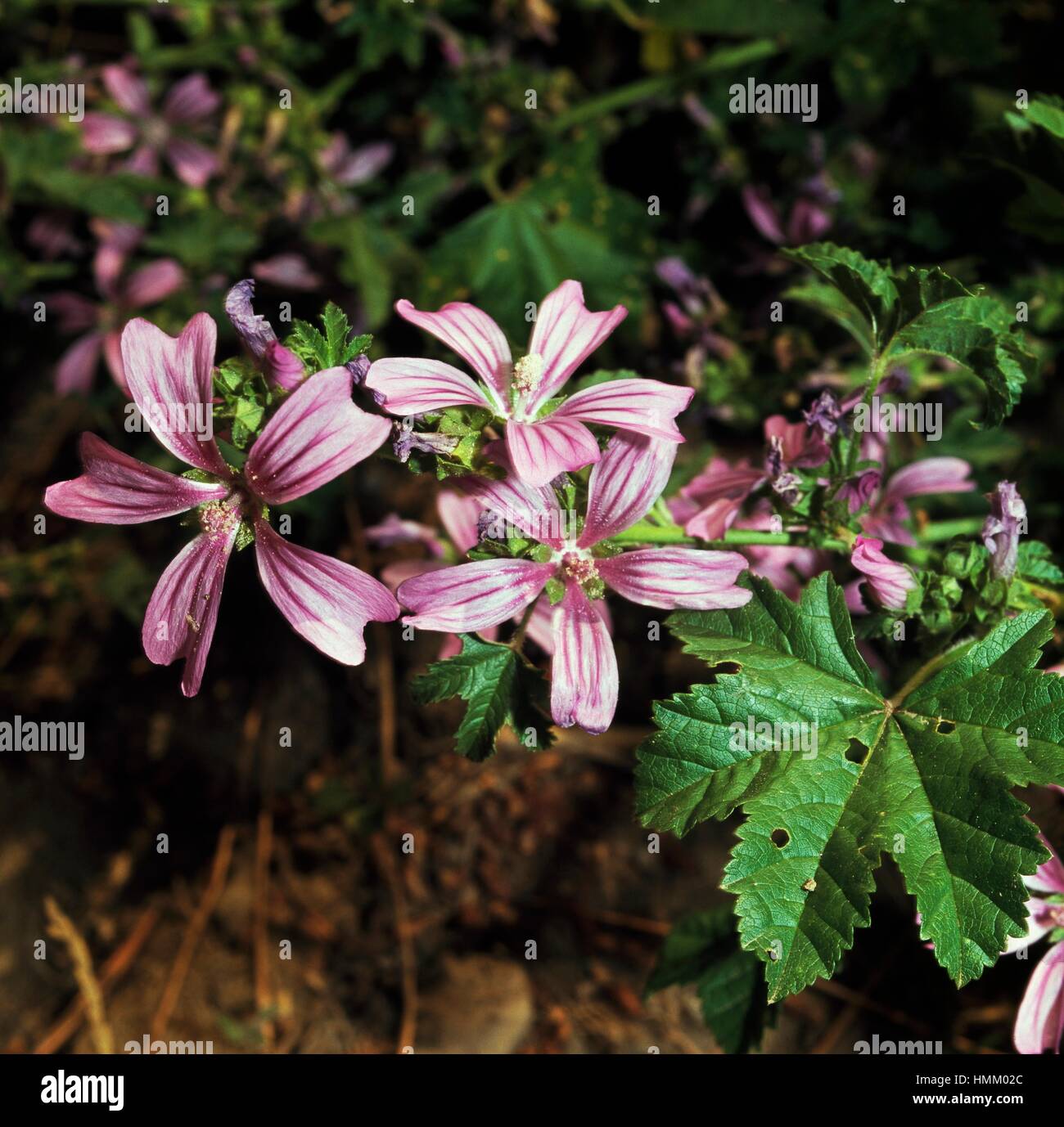 High mallow flowers (Malva sylvestris), Malvaceae Stock Photo - Alamy