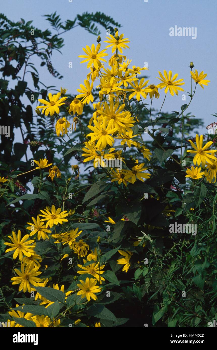 Flowers of Jerusalem Artichoke (Helianthus tuberosum), Asteraceae Stock ...