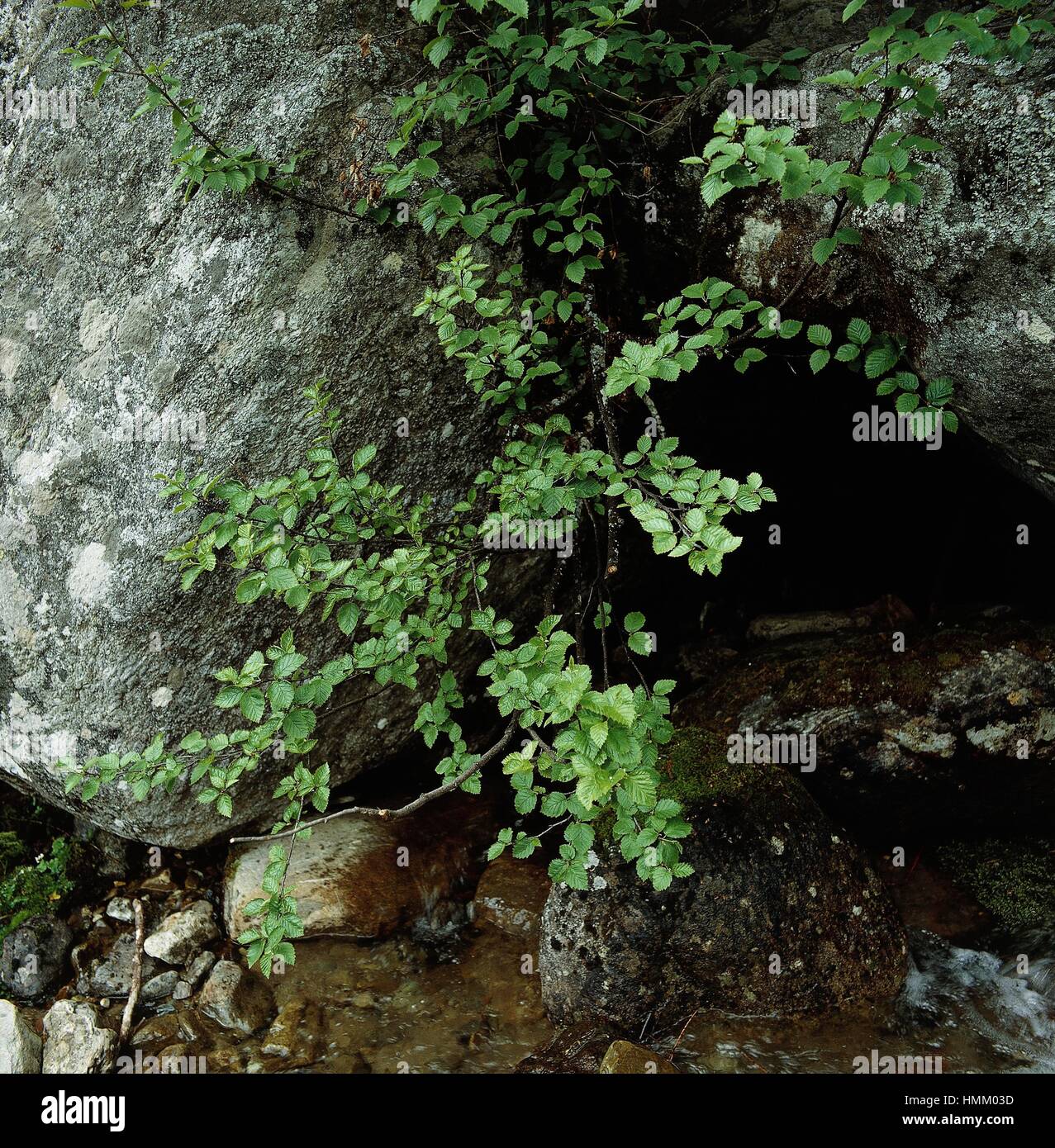 Branches of green Alder (Alnus viridis), Betulaceae Stock Photo - Alamy