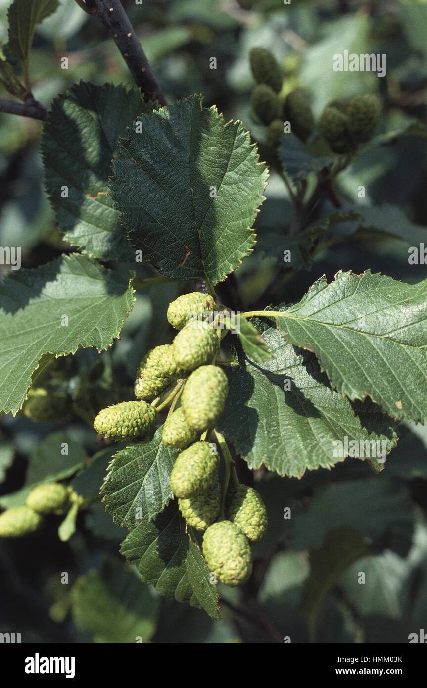 Green Alder (Alnus viridis), fruit on branch Stock Photo - Alamy