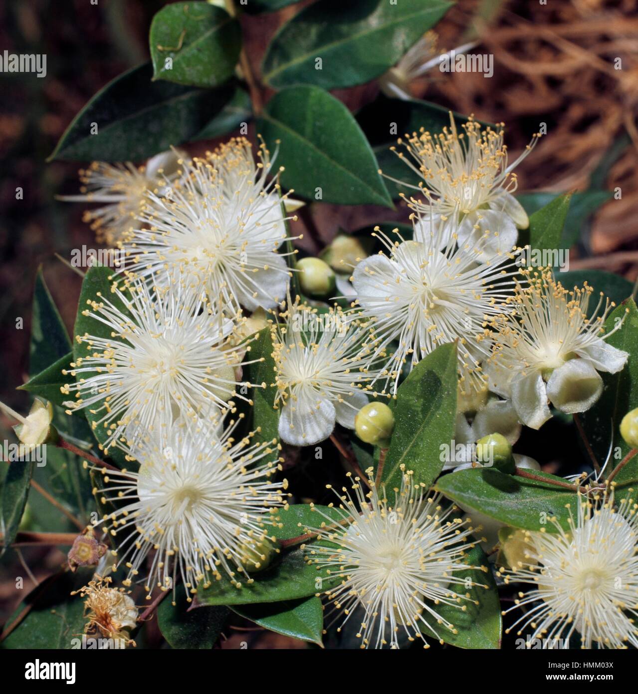 Myrtle (Myrtus communis), Myrtaceae Stock Photo - Alamy