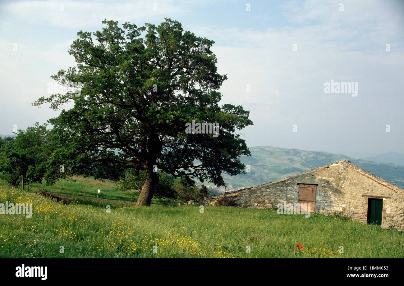 Oak quercus cerris fagaceae hi-res stock photography and images - Alamy