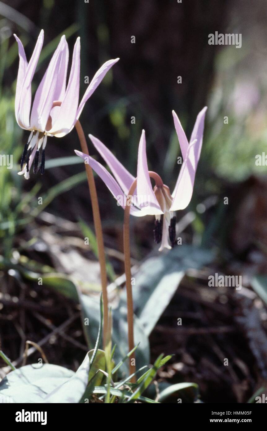 Dog's tooth violet or Dogtooth violet (Erythronium dens-canis ...