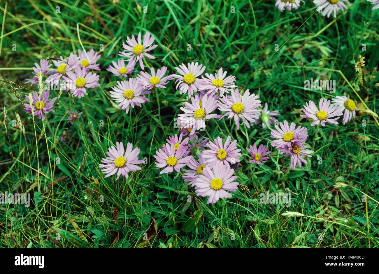 Alpine aster (Aster alpinus), Asteraceae Stock Photo - Alamy