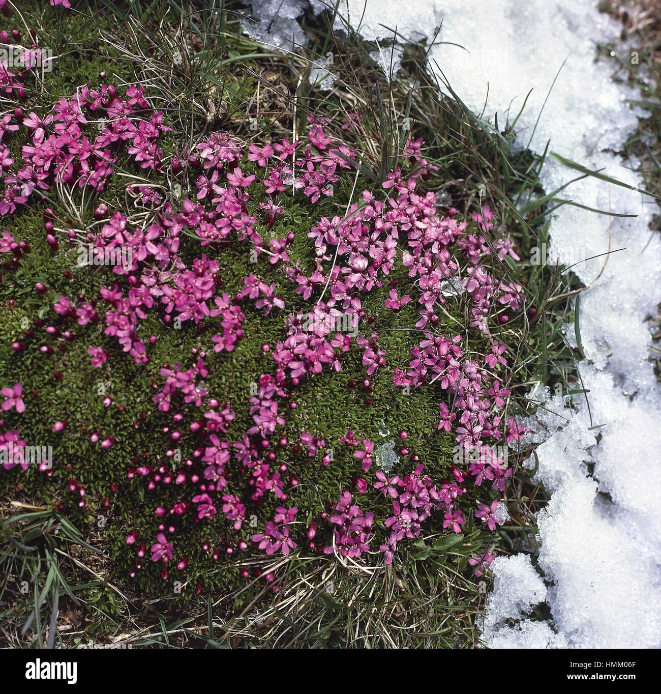 Moss Campion (Silene acaulis), Caryophyllaceae Stock Photo - Alamy