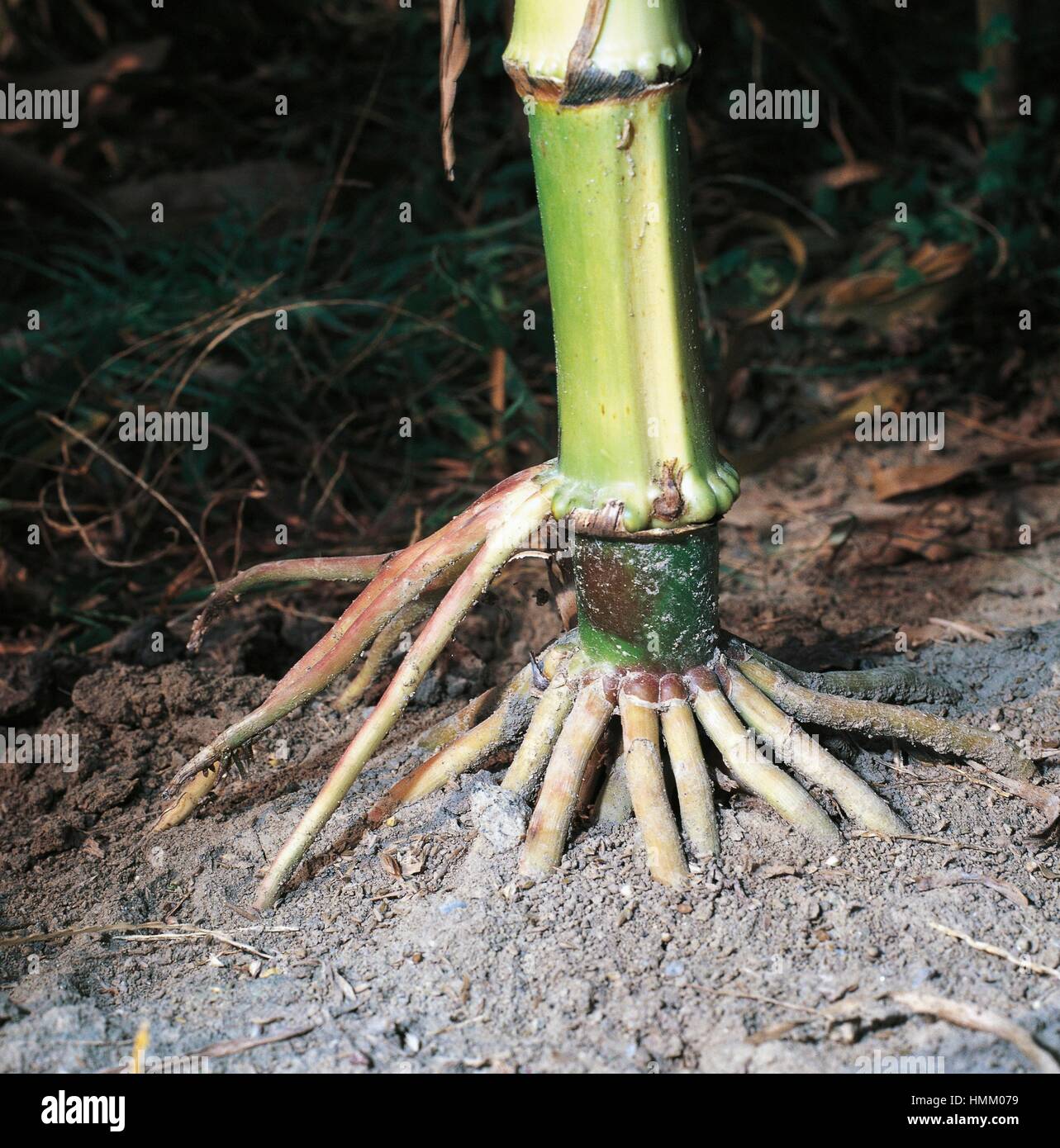 Maize or Corn stem and roots (Zea mays), Poaceae Stock Photo - Alamy