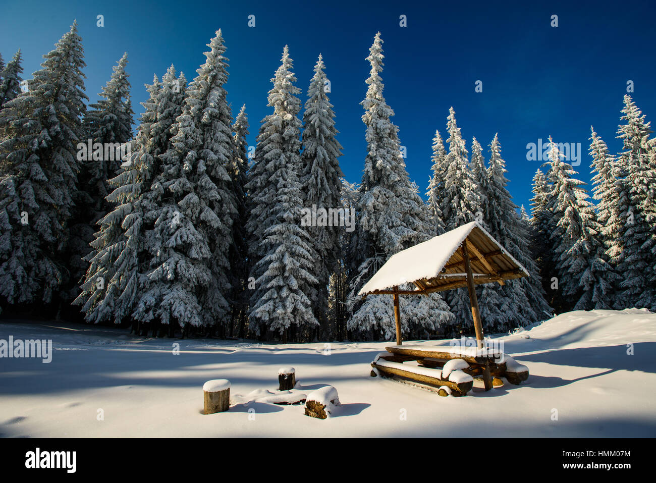 magical winter snow covered tree Stock Photo - Alamy