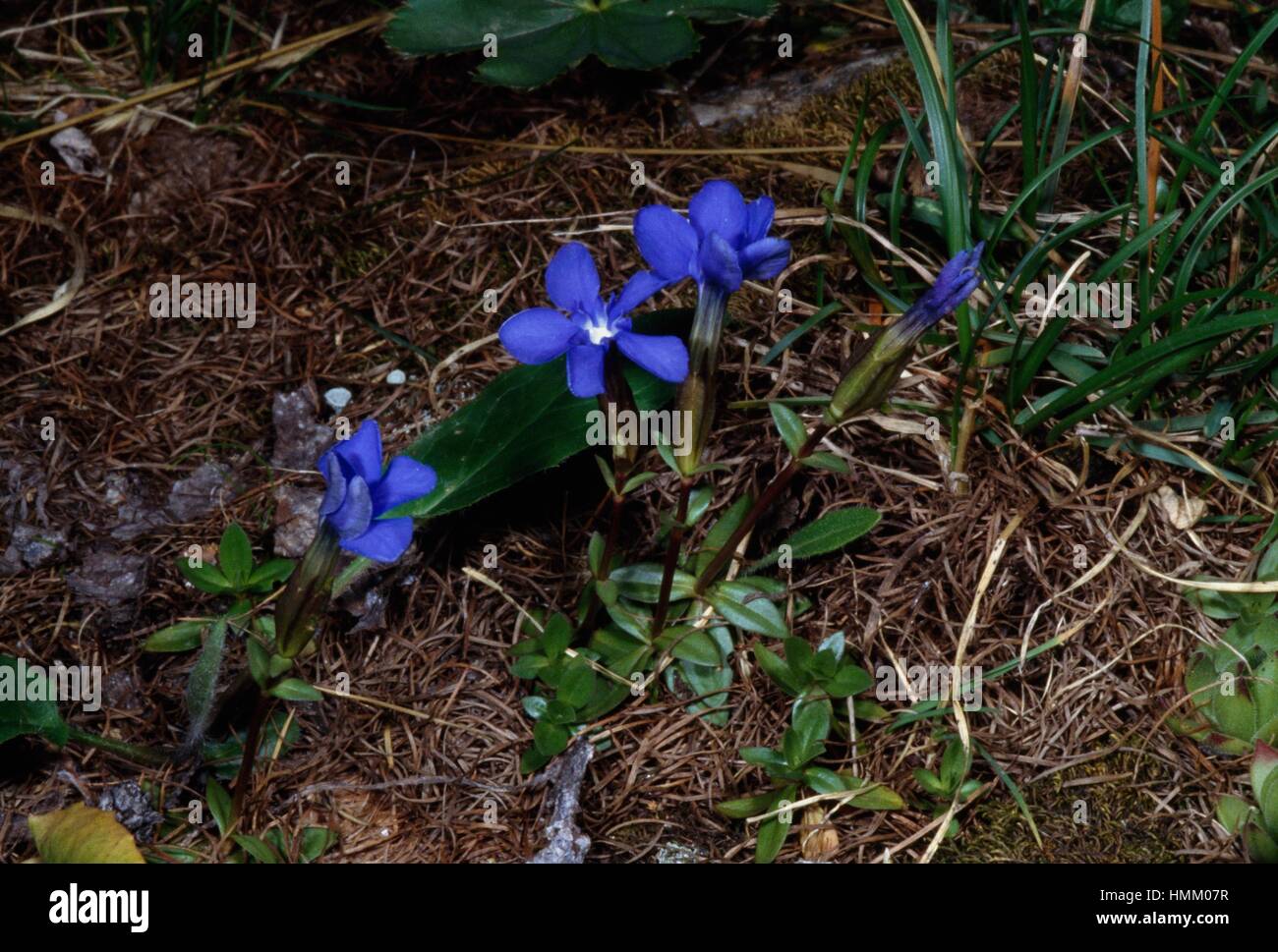 Verna bloom hi-res stock photography and images - Alamy