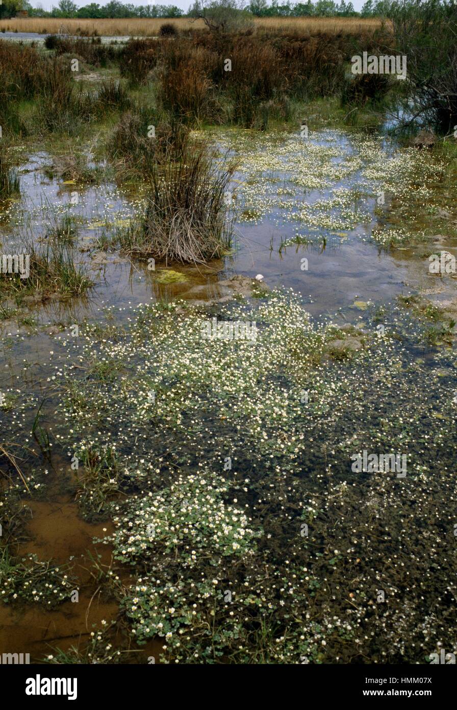 Common Water-crowfoot or White Water-crowfoot (Ranunculus aquatilis ...