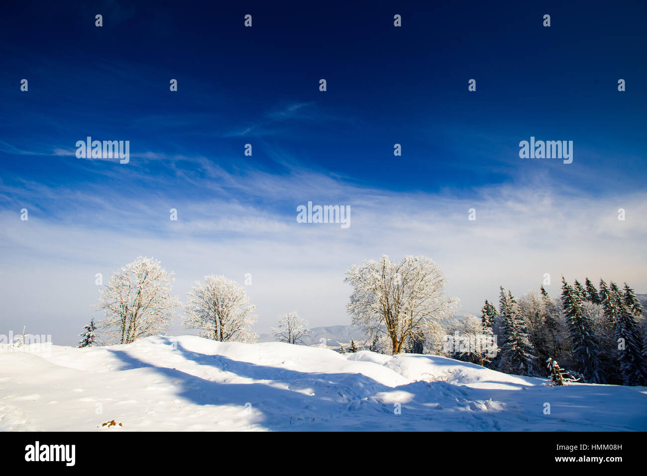 magical winter snow covered tree Stock Photo - Alamy