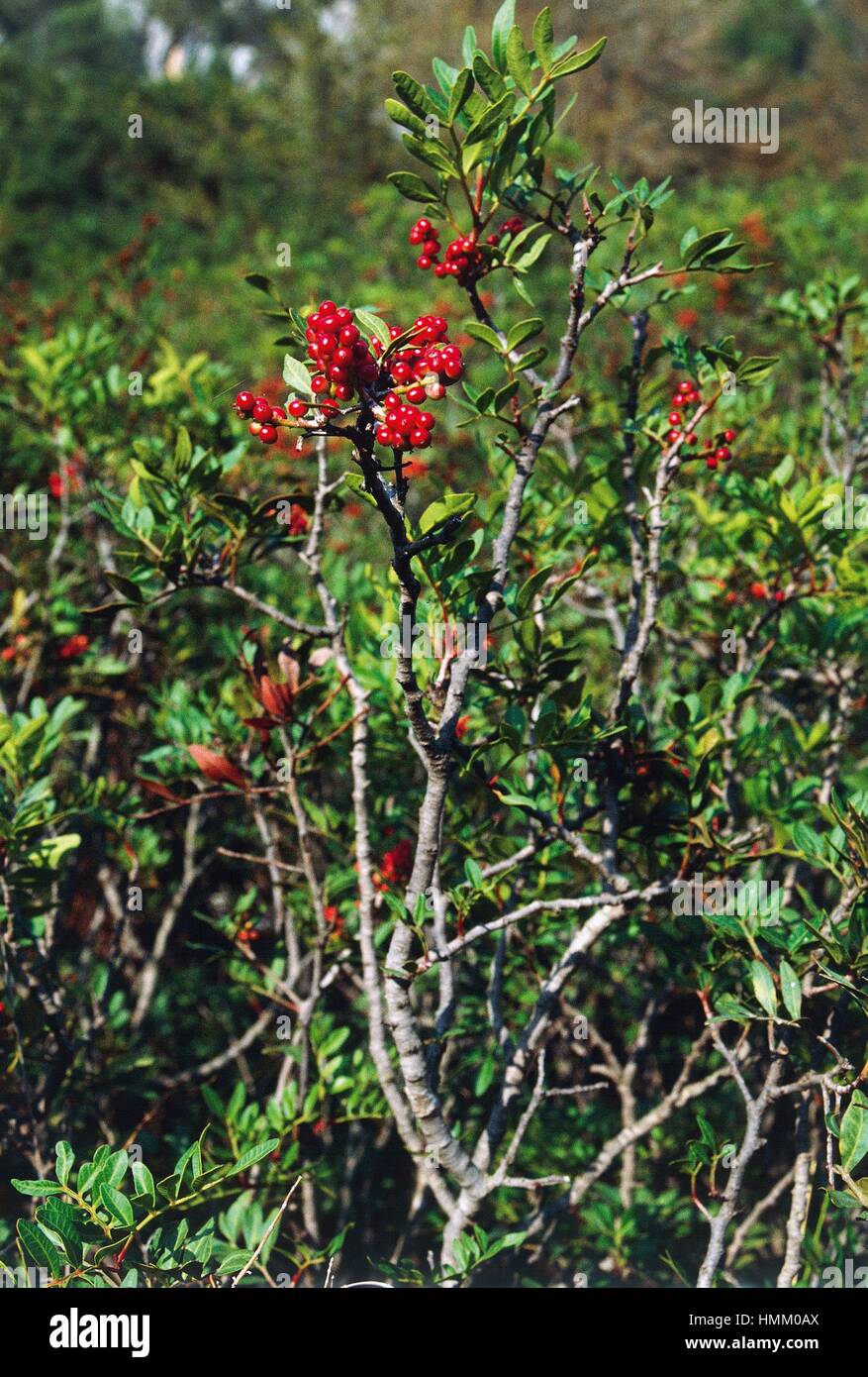 Mastic Tree (Pistacia lentiscus), Anacardiaceae Stock Photo - Alamy