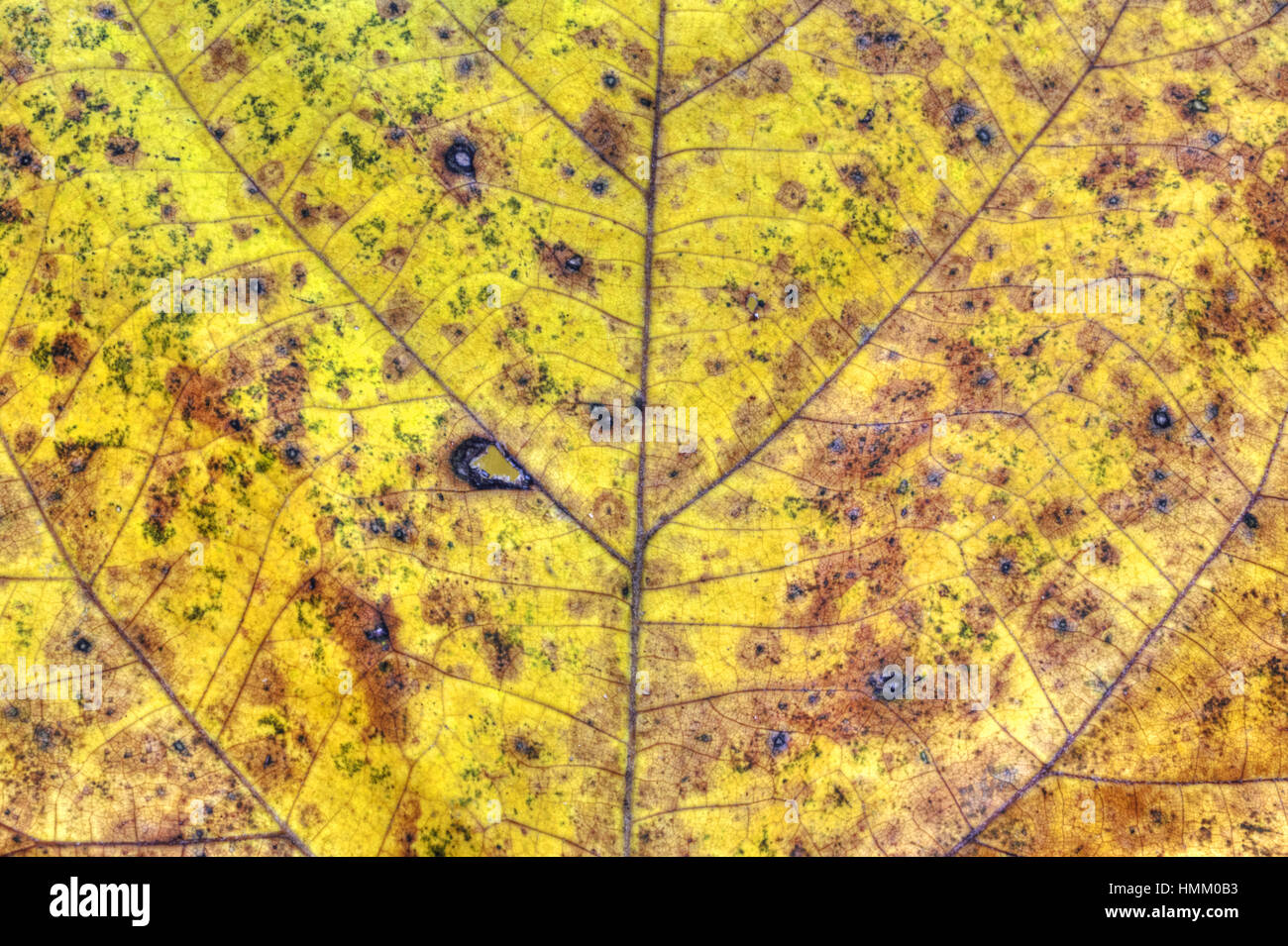 Dry autumn leaf background Stock Photo - Alamy